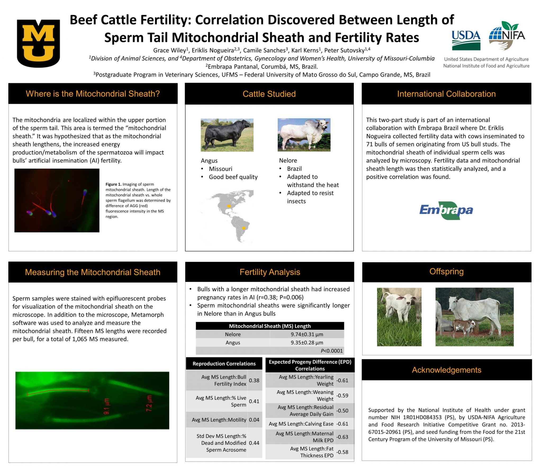 Beef Cattle Fertility // Campus Writing Program